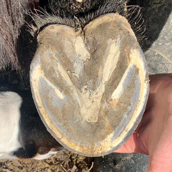 Eco Horse Hoof Helper Clay - Pet & Paddock